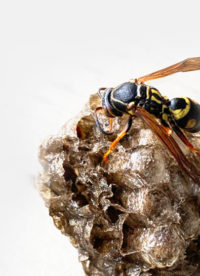 Pest Control Service Milwaukee | The Bug Man & Queen Bee