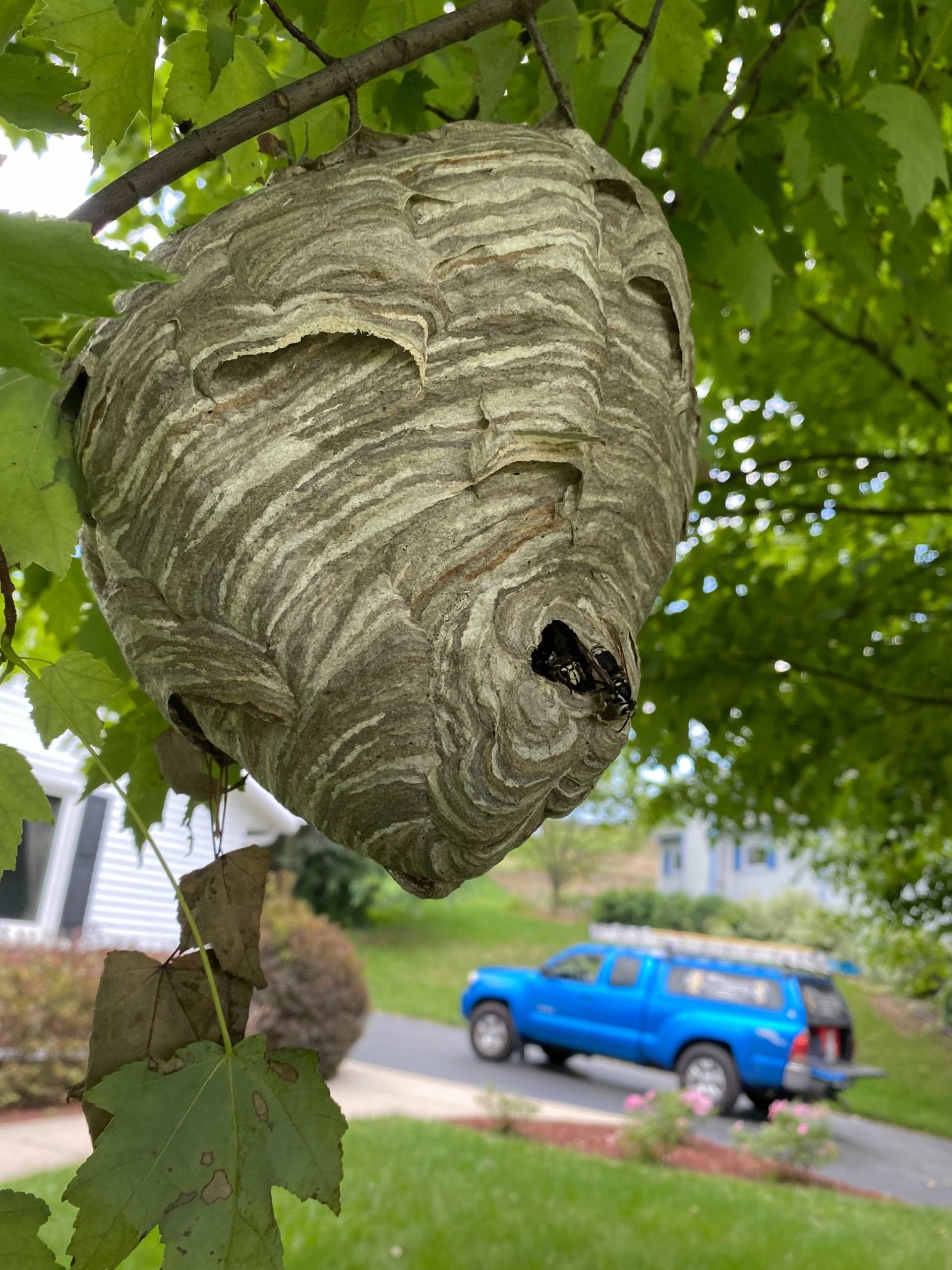Hornet Nest Identification
